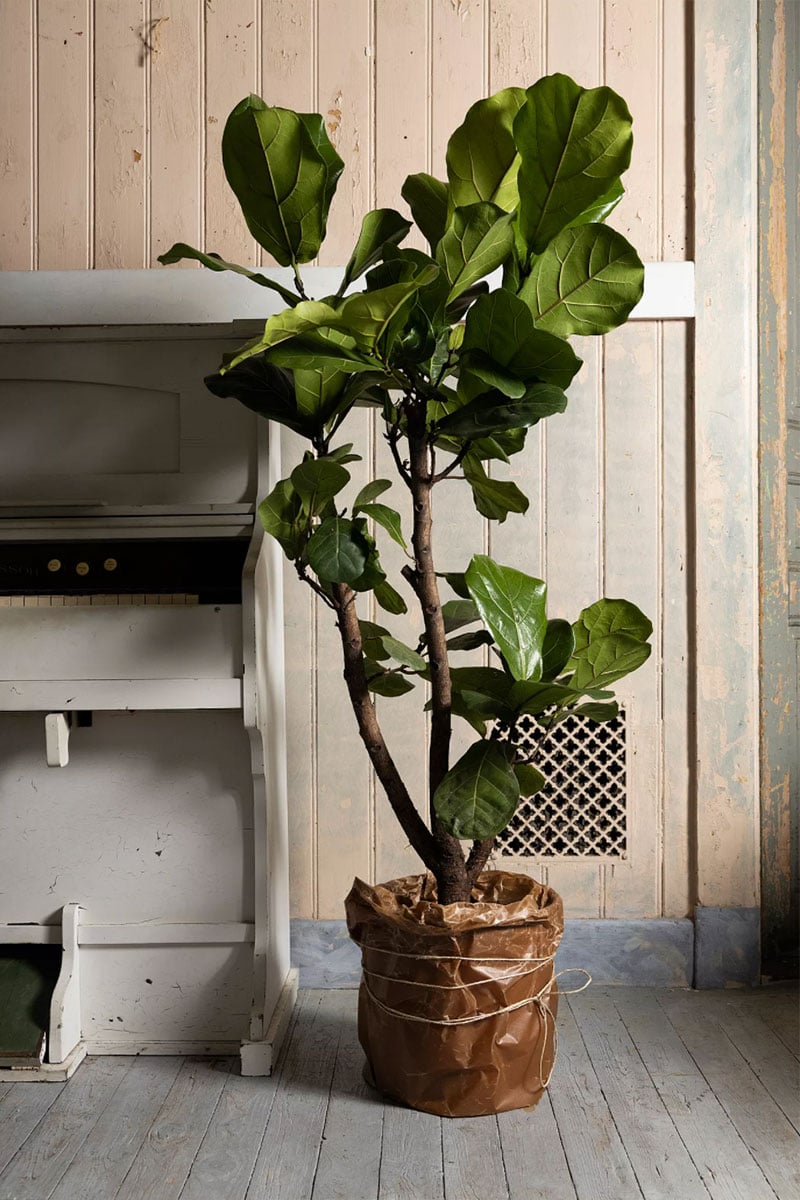 8 stora växter att inreda med inomhus - Hus & Hem