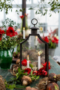 Lyckas med amaryllis - här är Karl Fredriks bästa tips! - Hus & Hem