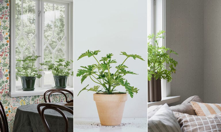 Lyckas med doftpelargonen Dr Westerlund – 5 viktiga skötseltips - Hus & Hem