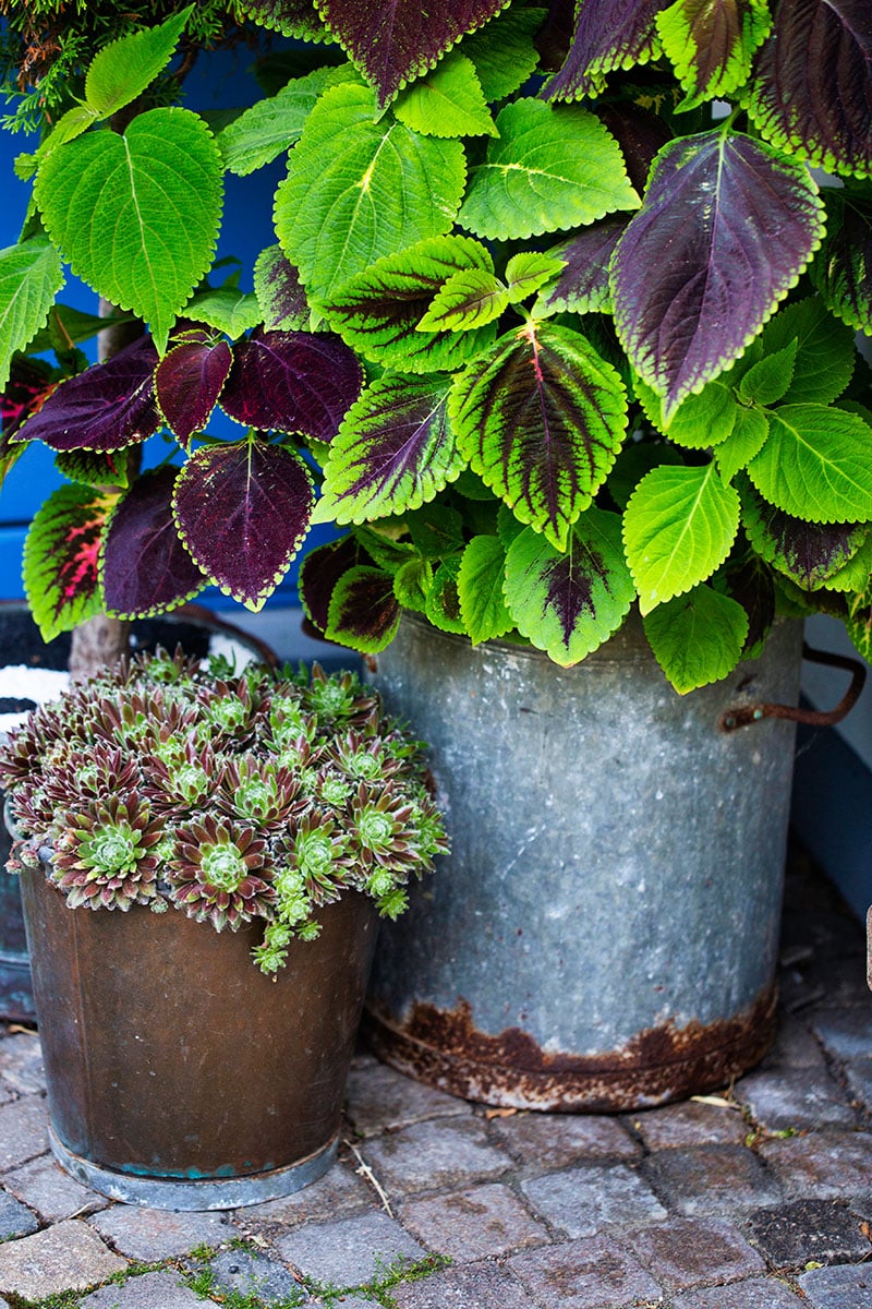 Så lyckas du med sommarens planteringar - Hus & Hem