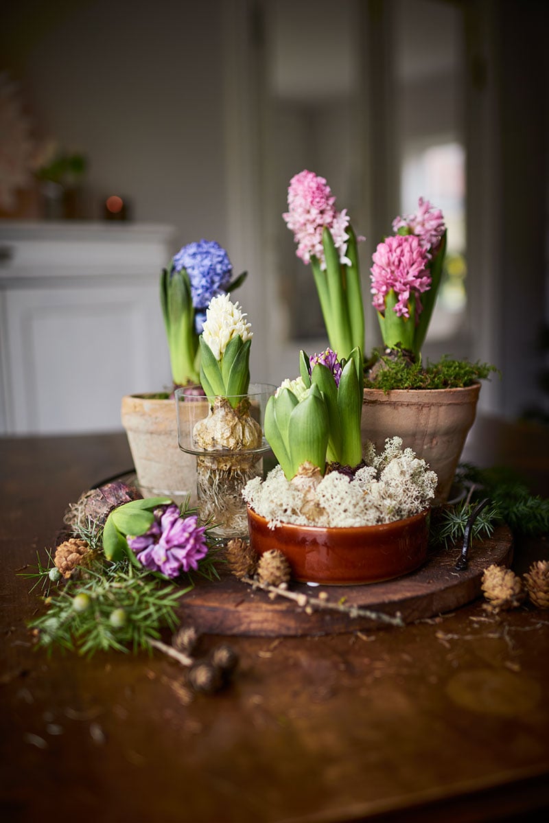 Populära julblommor 2023 - Hus & Hem