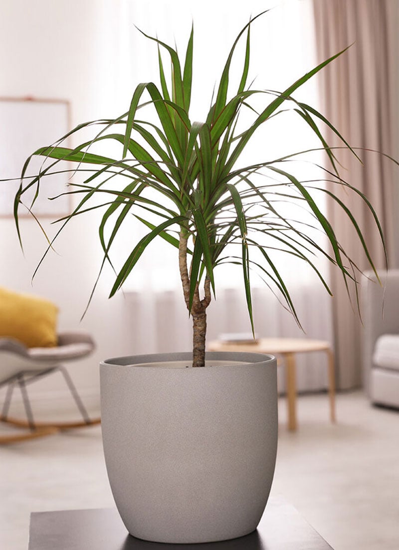 6 växter som trivs i skugga inomhus - Hus & Hem