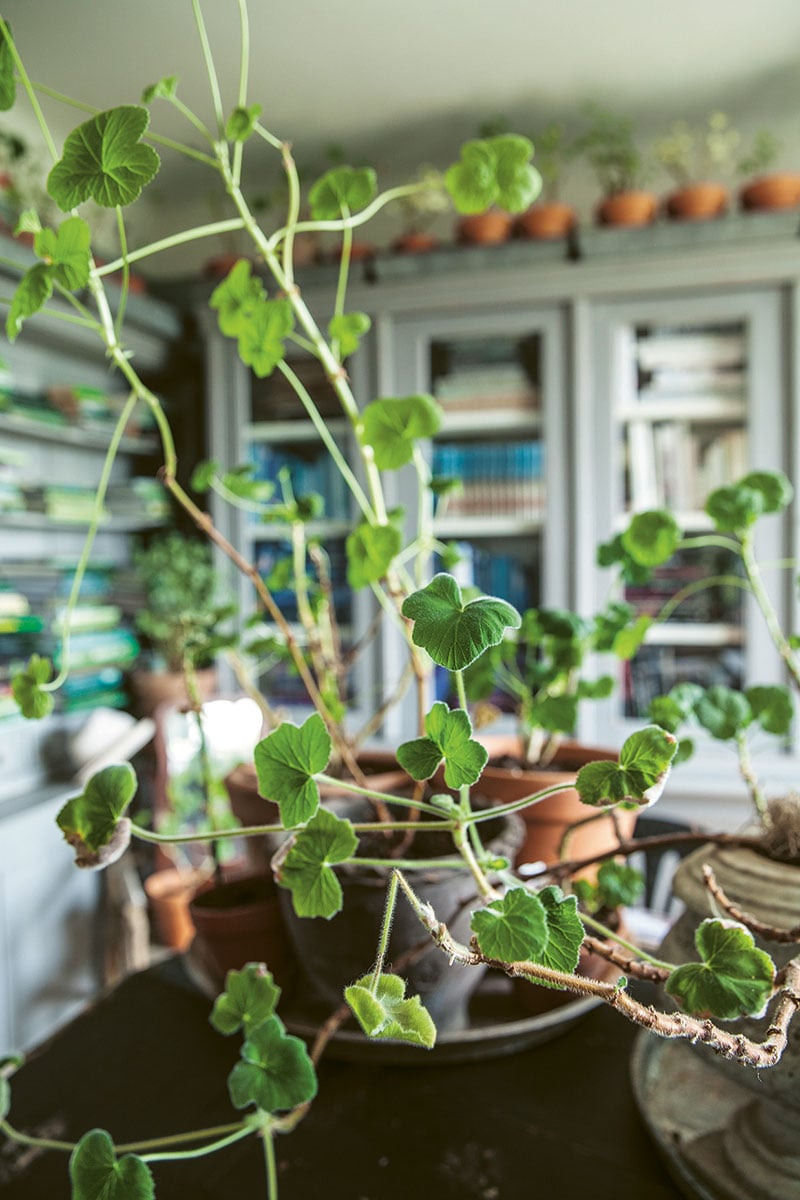 Karl Fredriks tips för att lyckas med pelargoner: - Hus & Hem