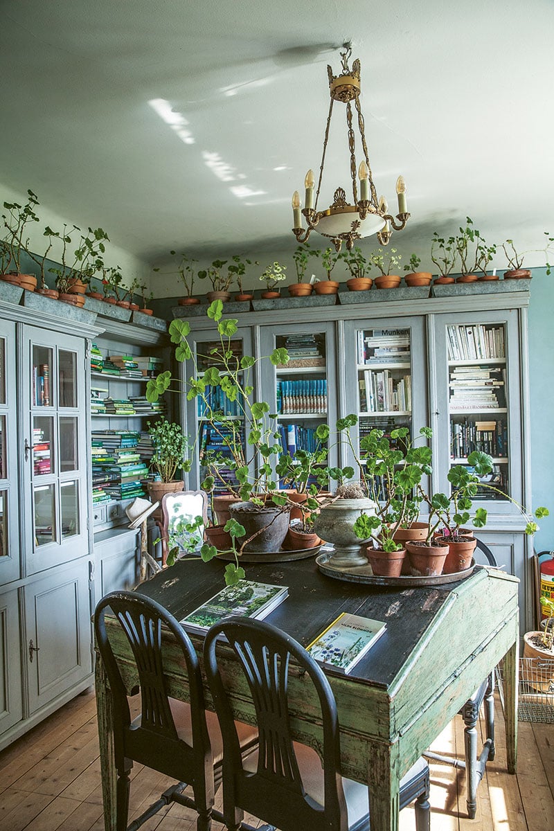 Karl Fredriks tips för att lyckas med pelargoner: - Hus & Hem