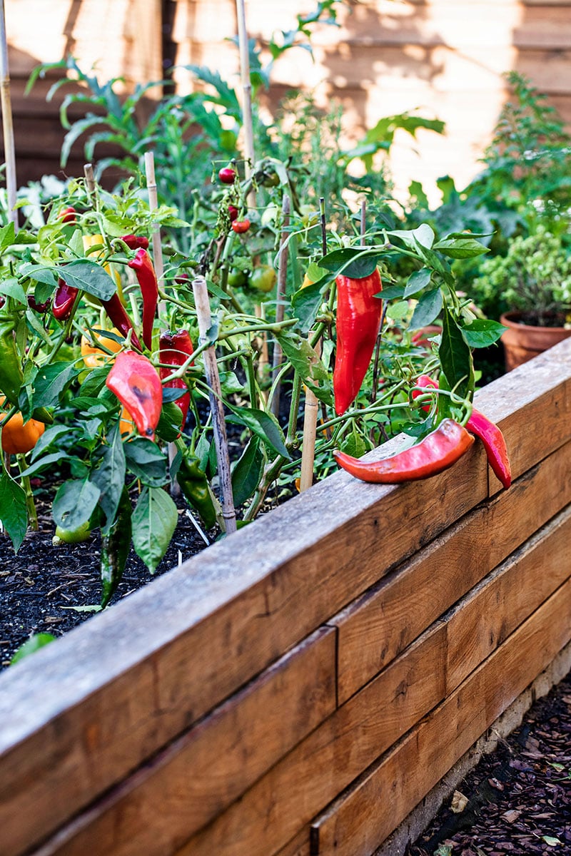 Odla chili – 5 tips för att lyckas! - Hus & Hem