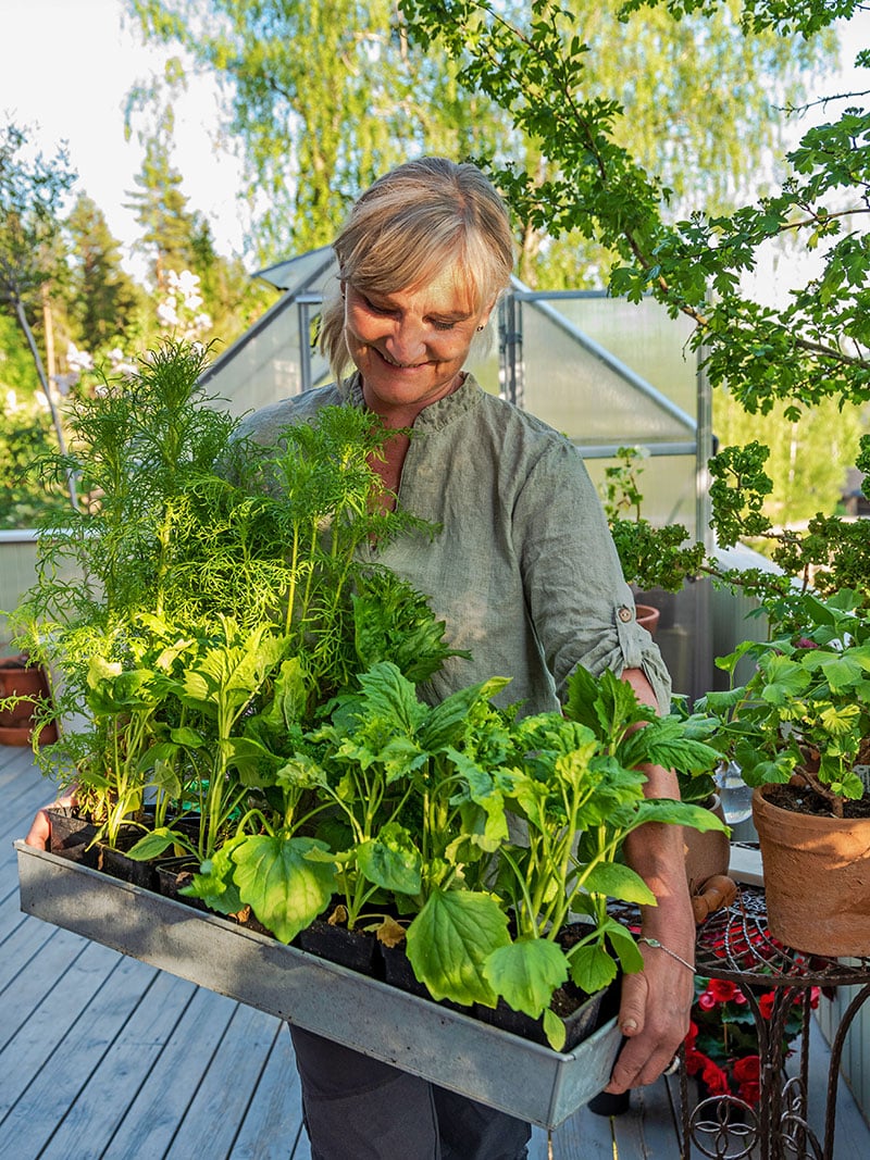Plantera på friland – expertens smarta tips - Hus & Hem