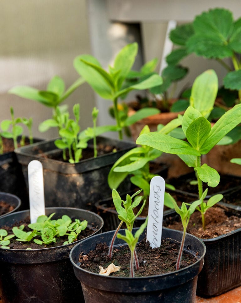 Plantera på friland – expertens smarta tips - Hus & Hem
