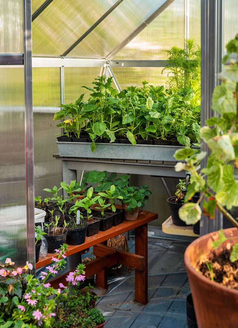 Plantera på friland – expertens smarta tips - Hus & Hem