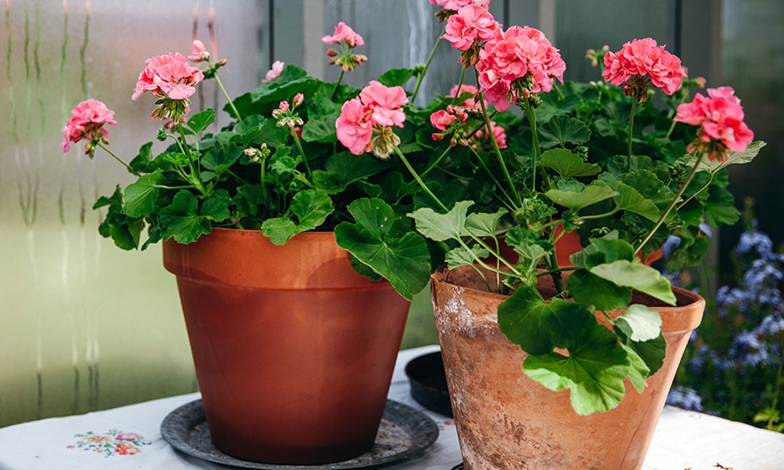 Så väcker du dina pelargoner efter övervintringen - Hus & Hem
