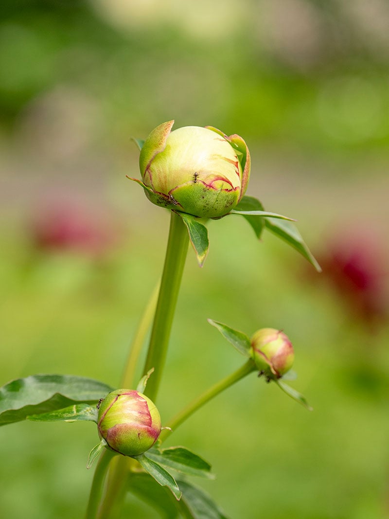 Kika in i trädgården med 130 sorters pioner: ”Är enkla att odla” - Hus ...