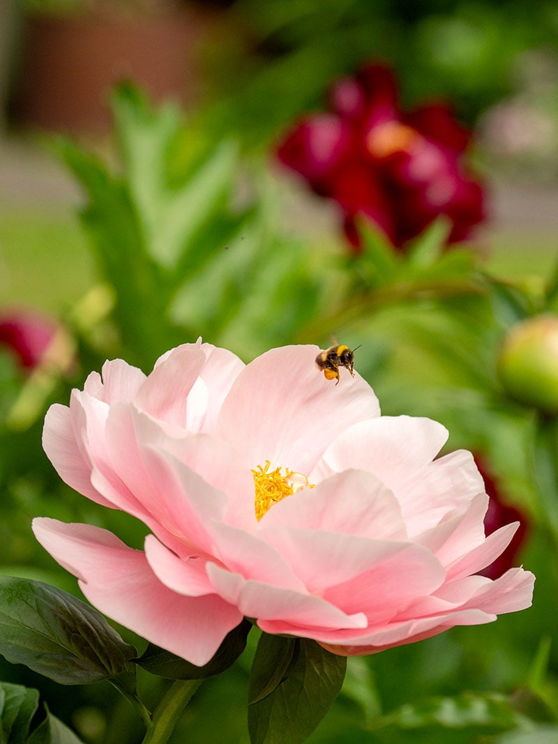 Kika in i trädgården med 130 sorters pioner: ”Är enkla att odla” - Hus ...