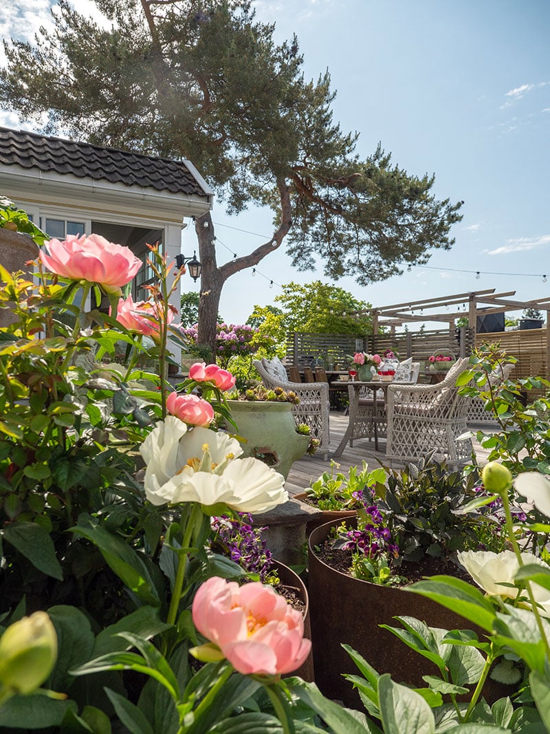 Kika in i trädgården med 130 sorters pioner: ”Är enkla att odla” - Hus ...