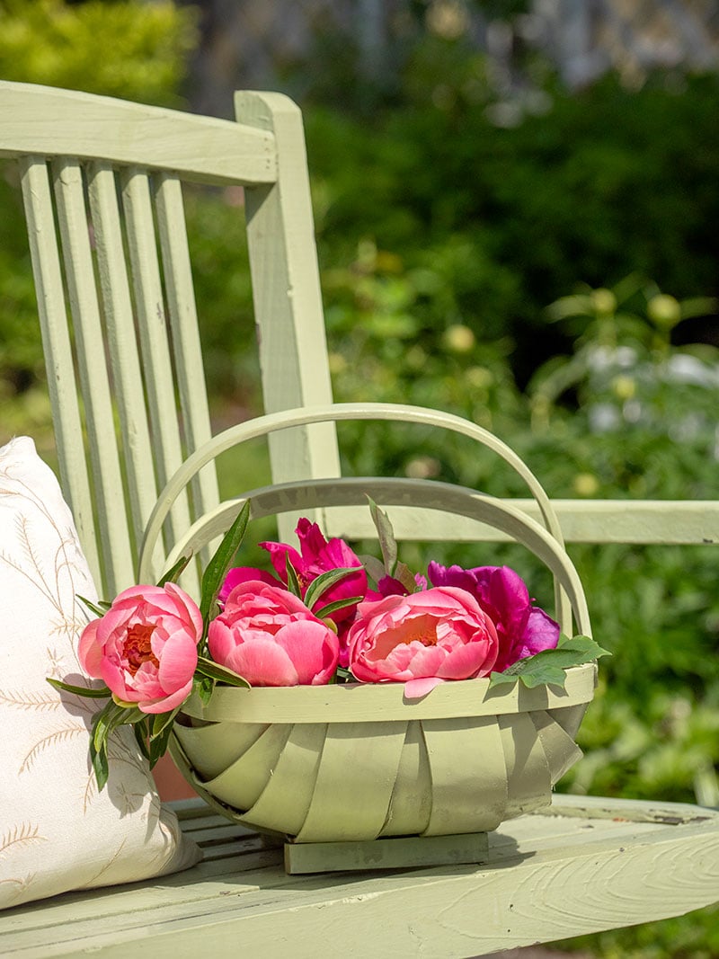 Kika in i trädgården med 130 sorters pioner: ”Är enkla att odla” - Hus ...