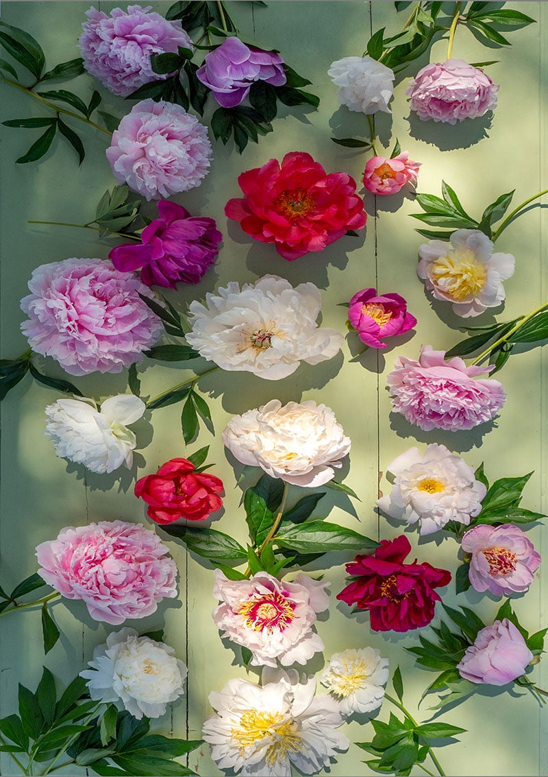 Kika in i trädgården med 130 sorters pioner: ”Är enkla att odla” - Hus ...