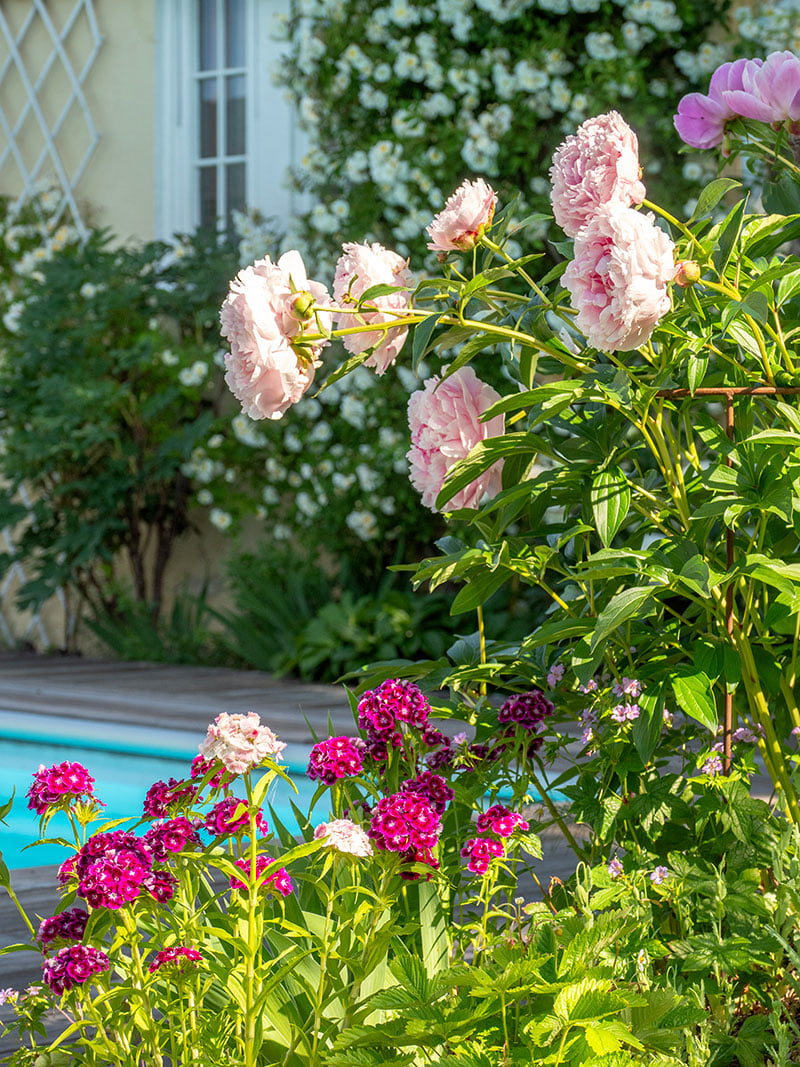 Kika in i trädgården med 130 sorters pioner: ”Är enkla att odla” - Hus ...