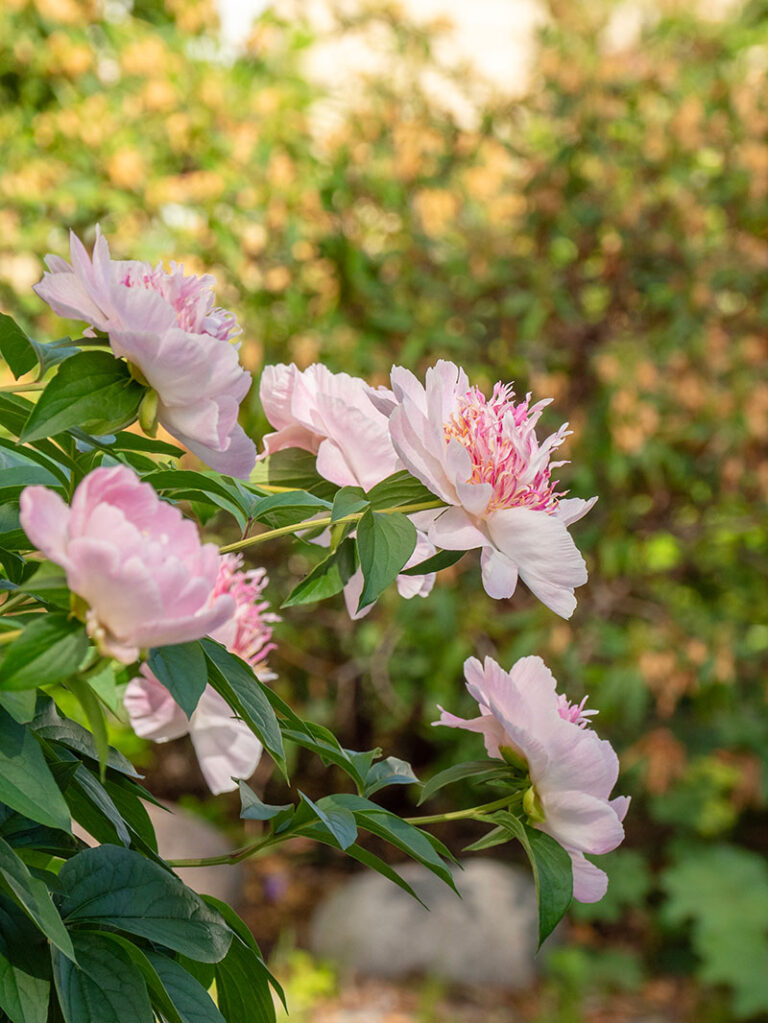 Kika in i trädgården med 130 sorters pioner: ”Är enkla att odla” - Hus ...