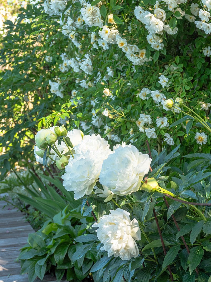 Kika in i trädgården med 130 sorters pioner: ”Är enkla att odla” - Hus ...