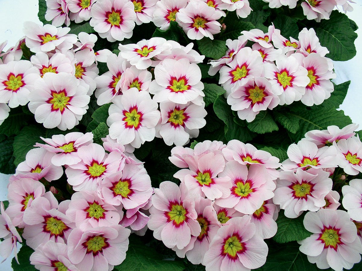 5 perfekta vårblommor för trädgården - Hus & Hem