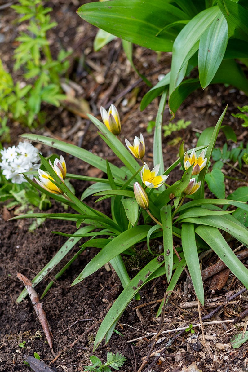 5 perfekta vårblommor för trädgården - Hus & Hem