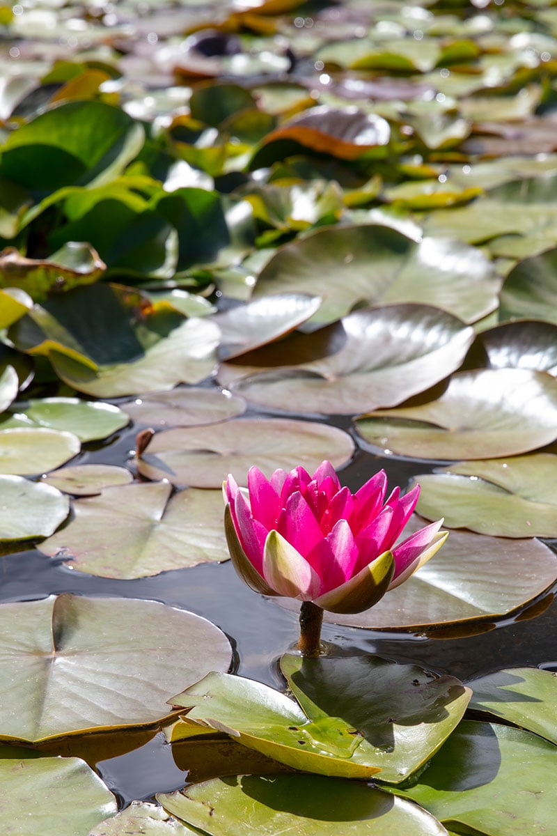 Så skapar du harmoni i trädgården med en damm - Hus & Hem