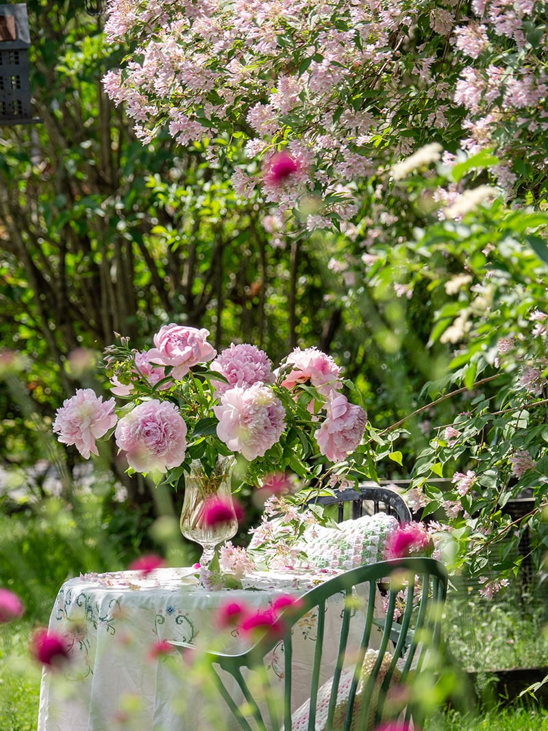 Rosa blommor för trädgården – fina sorter att satsa på - Hus & Hem