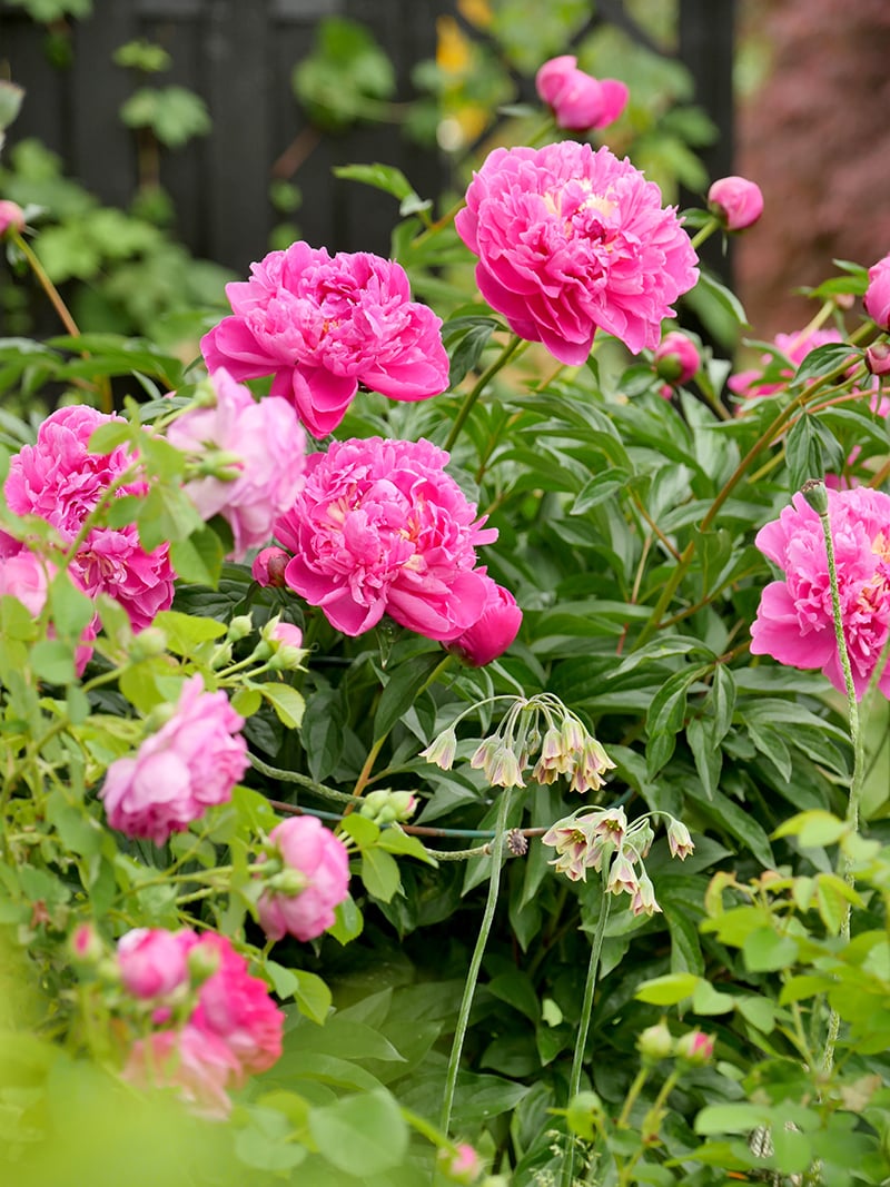 Rosa blommor för trädgården – fina sorter att satsa på - Hus & Hem