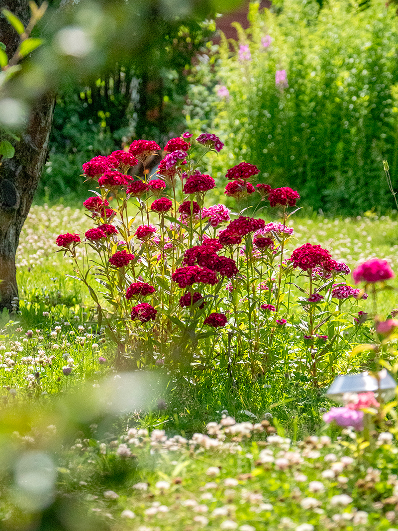 Rosa blommor för trädgården – fina sorter att satsa på - Hus & Hem